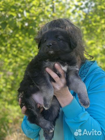 Немецкая овчарка щенок девочка