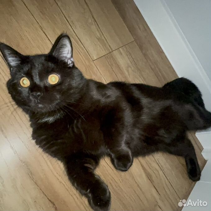 Бомбейский кот