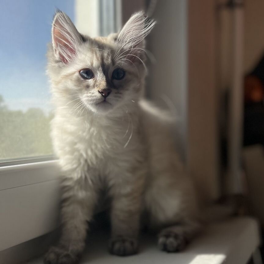 Кошка невская маскарадная