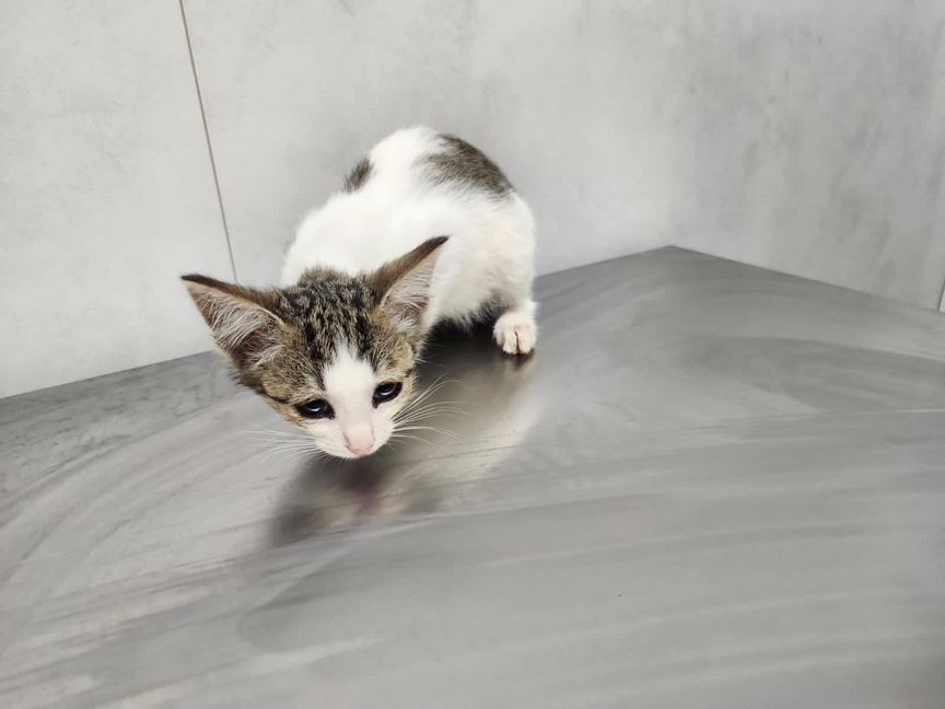 Котенок (девочка) ищет дом