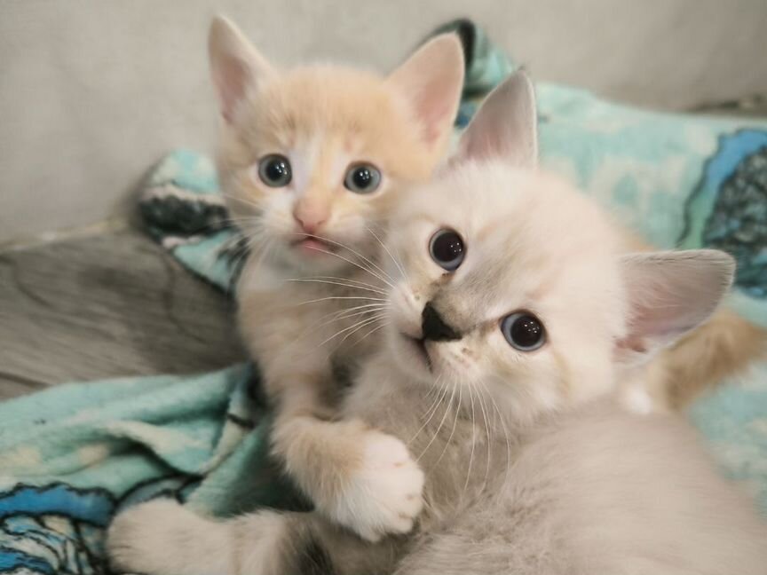 Котята от тайской кошки