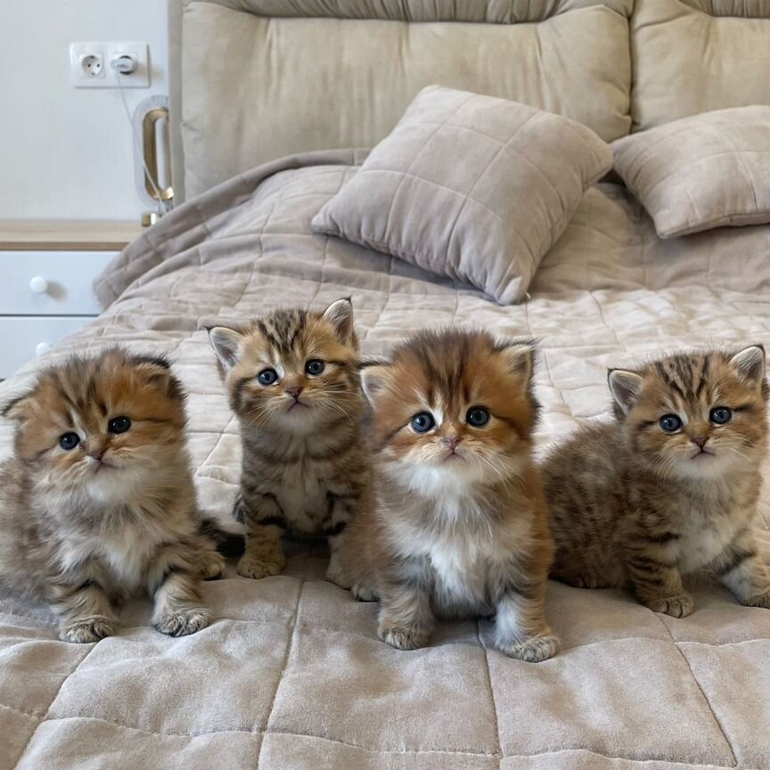 Шотландский прямоухий короткошёрстный котёнок