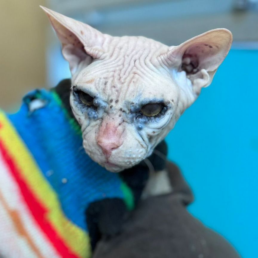 Сфинкс бесплатно