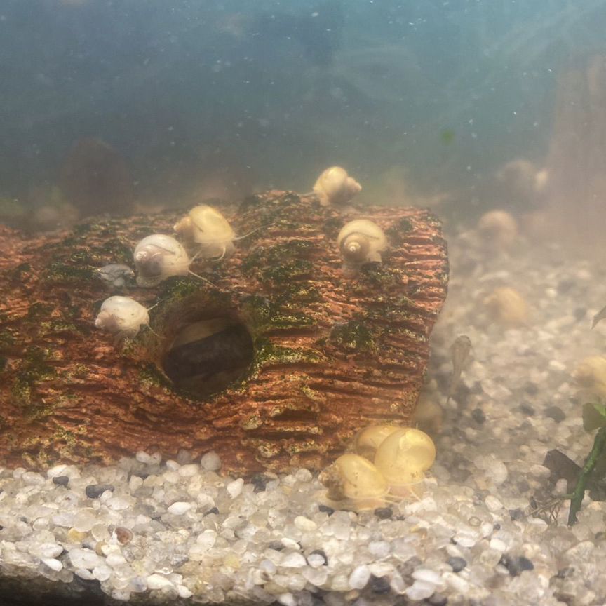 Улитки аквариумные Aмпуляpии