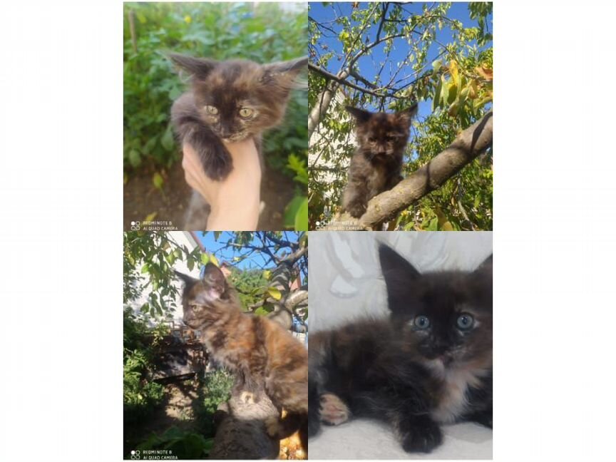 Трехцветная кошечка