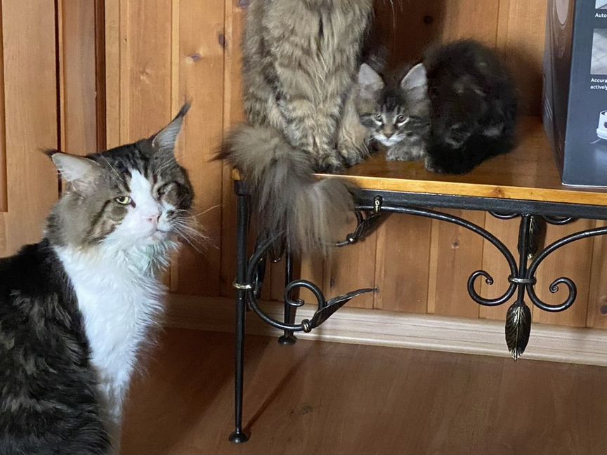Котята мейн-кун