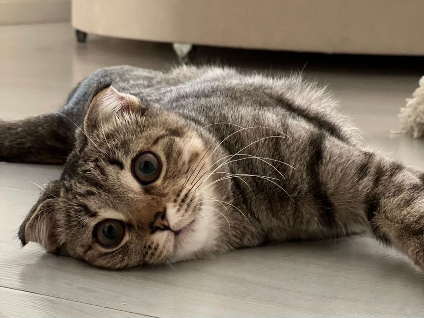 Котенок 7 месяцев девочка шотлаская