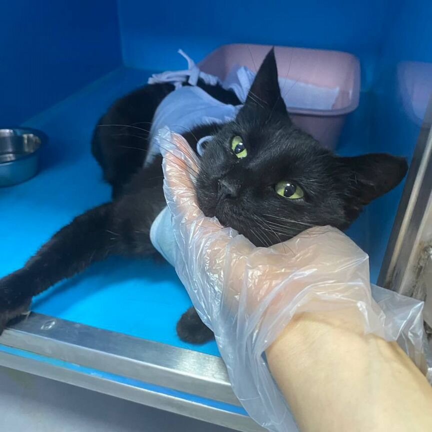 Ласковейшую кошку ждет улица перед зимой