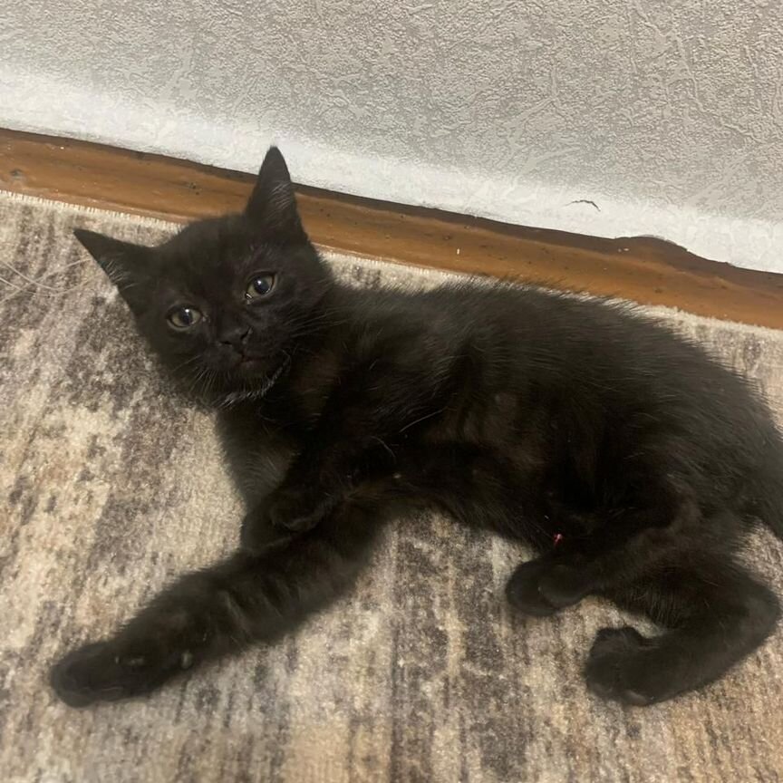 Черный котик