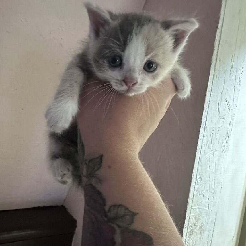 Британский короткошёрстный котёнок
