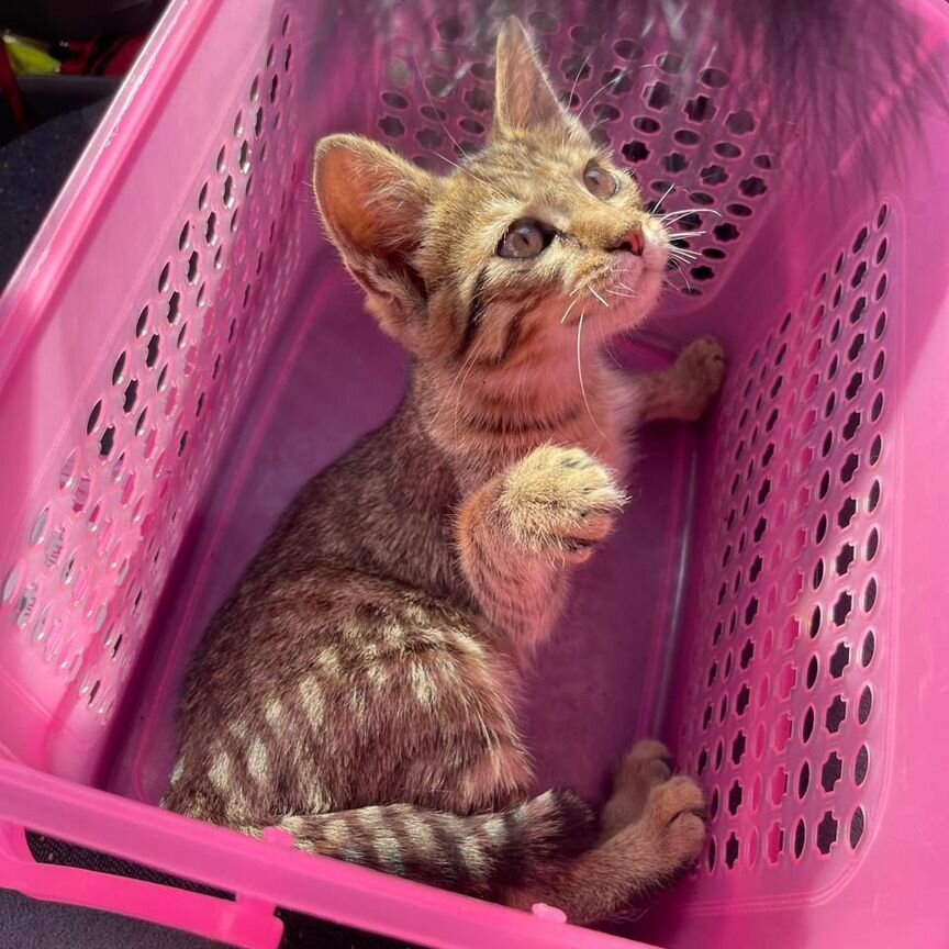 Котик в добрые руки