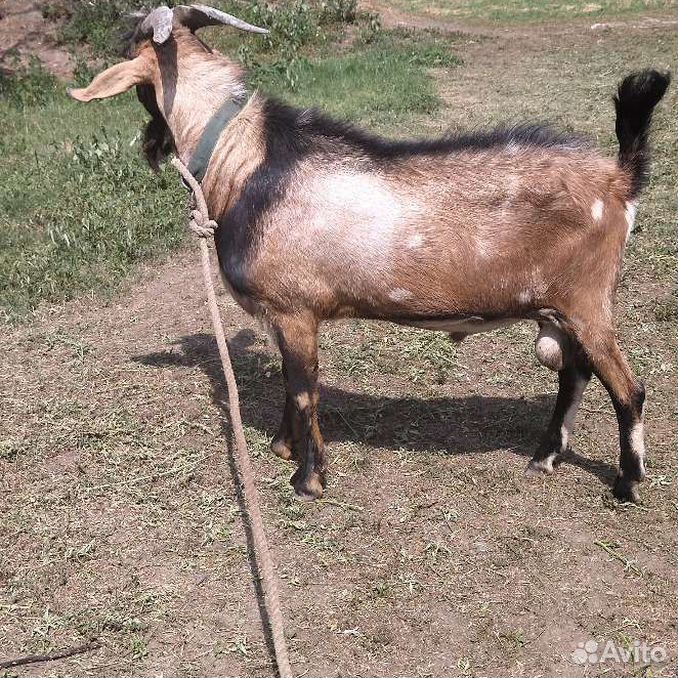 Козëл нубийский