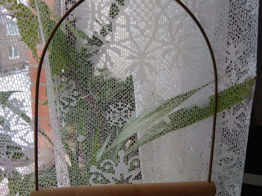 Качель для попугаев