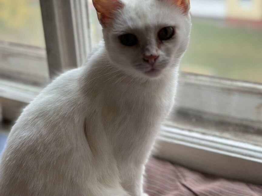 Кошечка Фенечка ищет дом