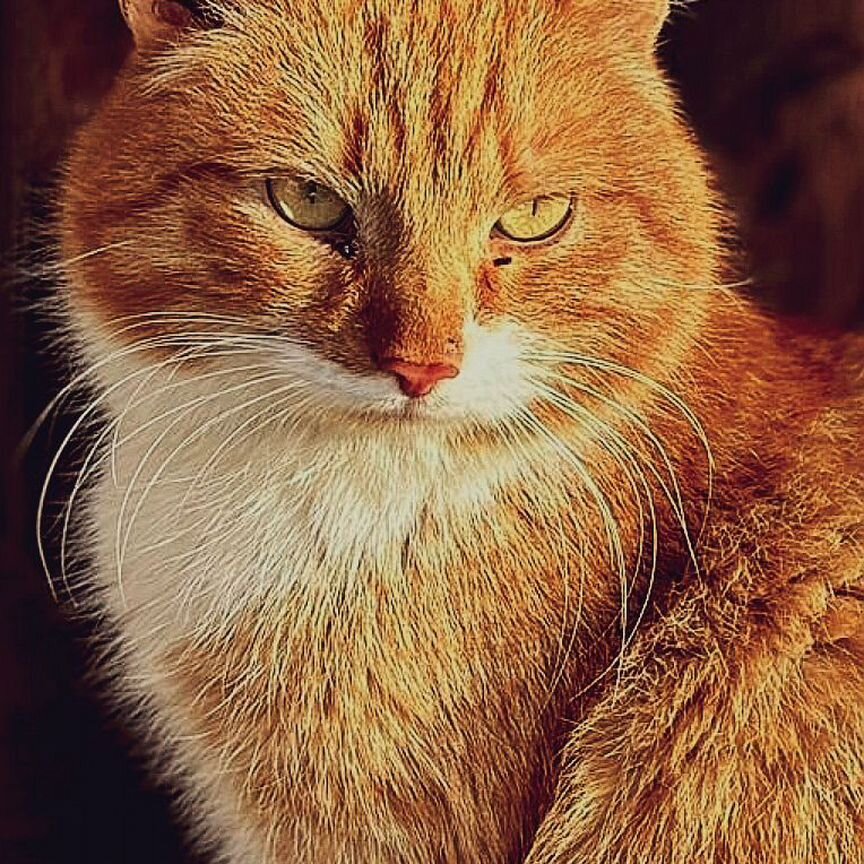 Кота бросили на даче