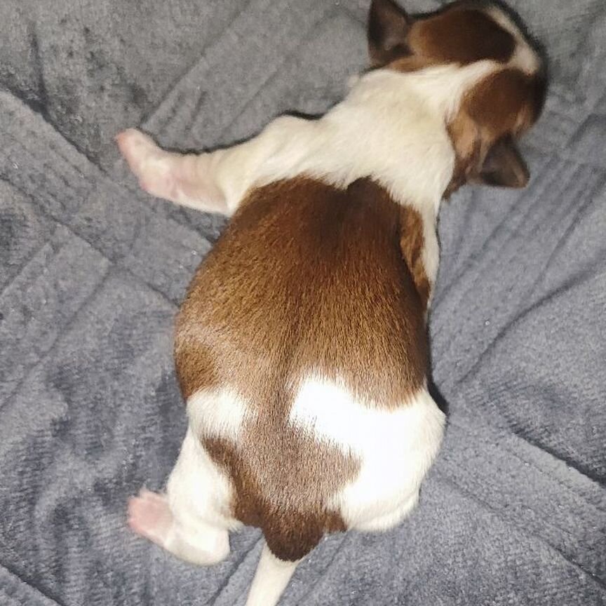 Ши-тцу, щенок