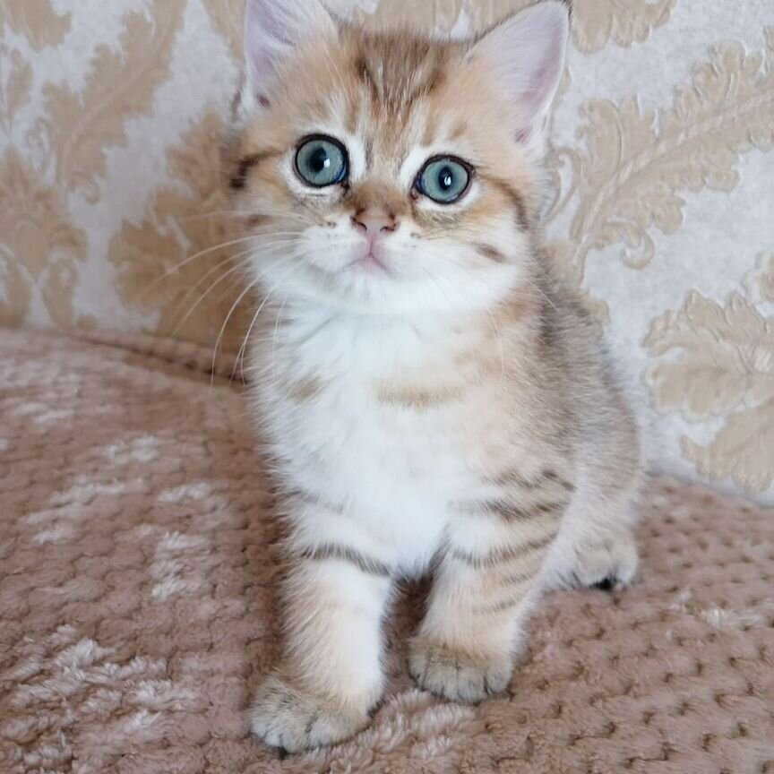 Британские котята