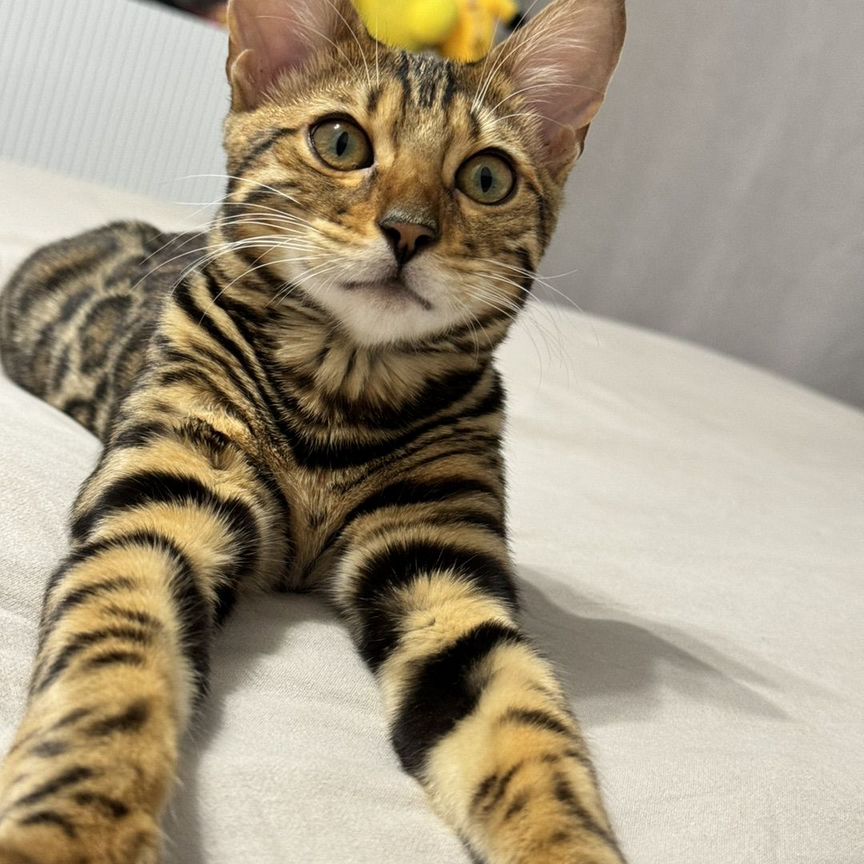 Бенгальская кошка 7 месяцев