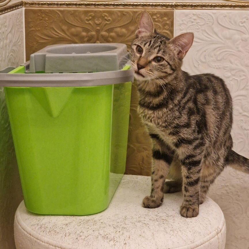 Очень ласковая элегантаная котейка