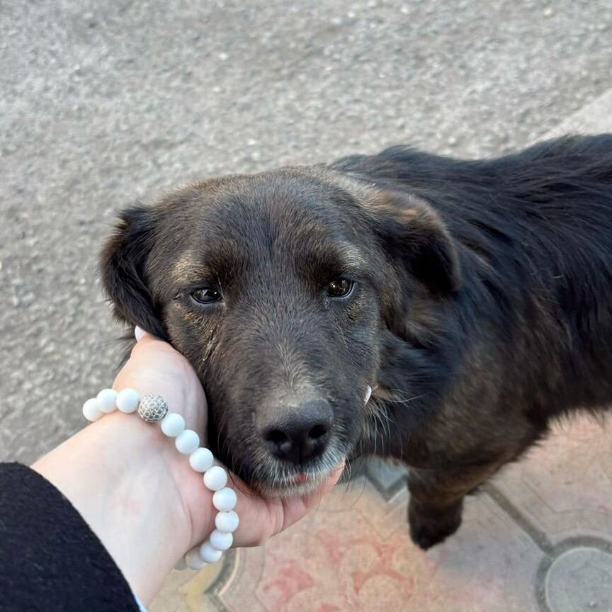 Маленькая собачка с улицы в добрые руки
