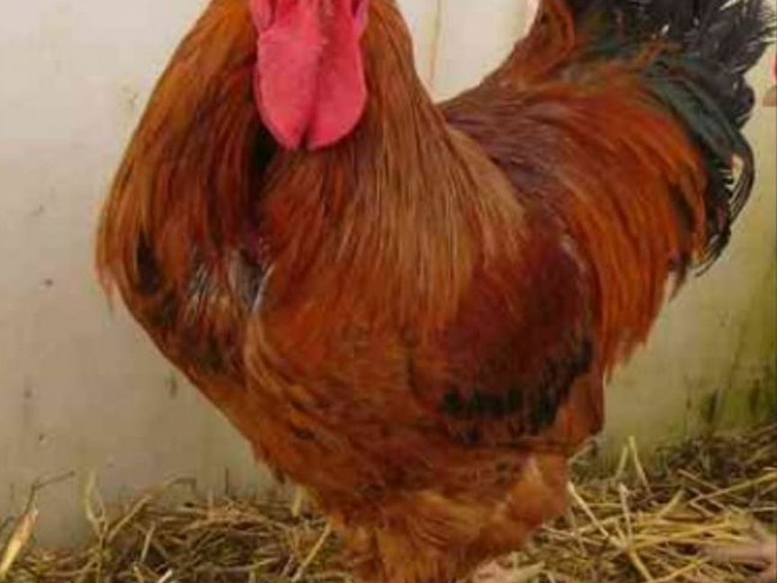 Петушки Кучинские на откорм