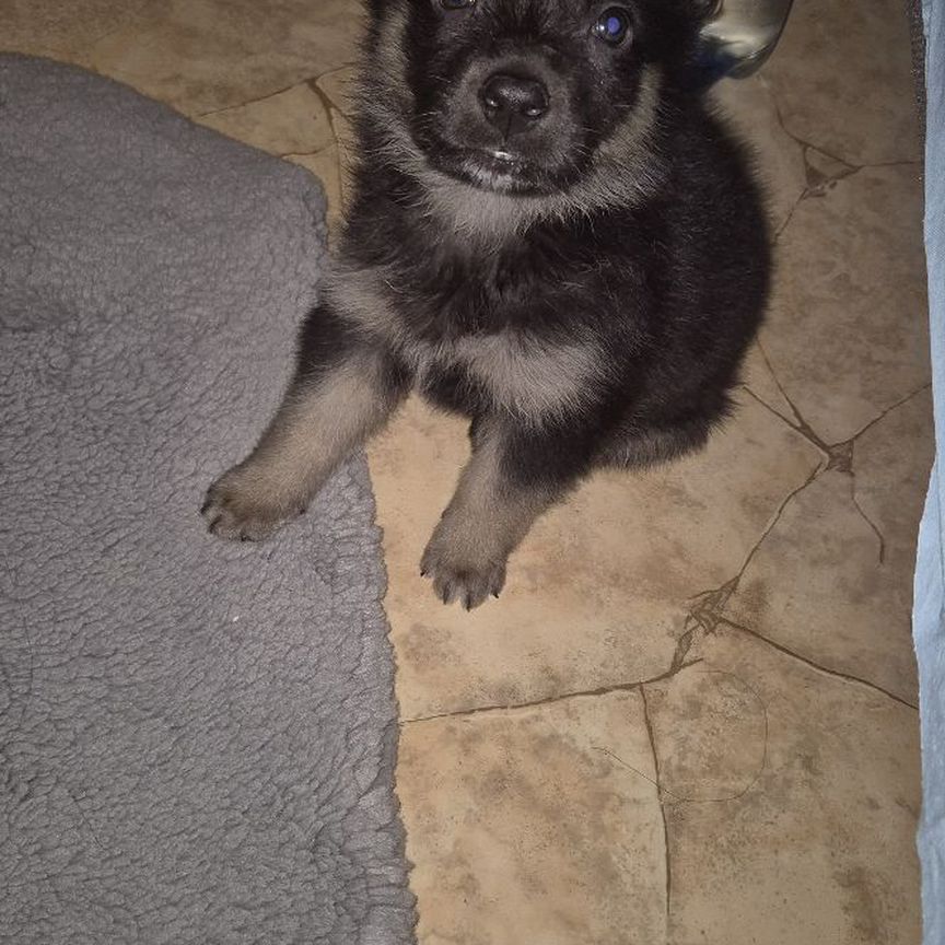 Немецкая овчарка