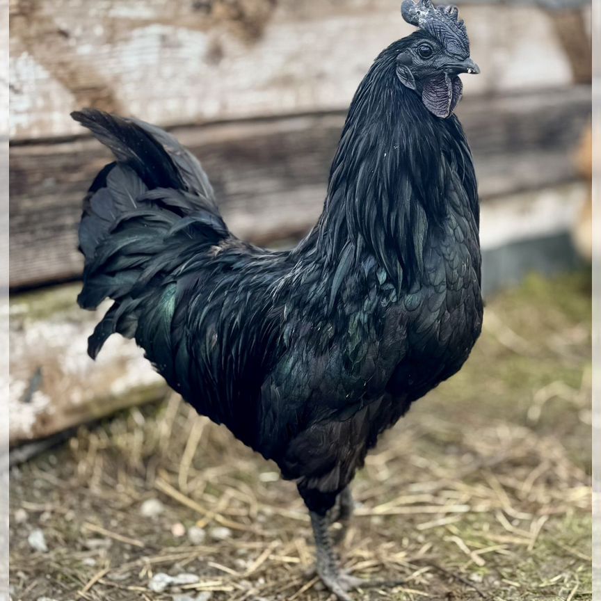 Черный петух ухейилюй