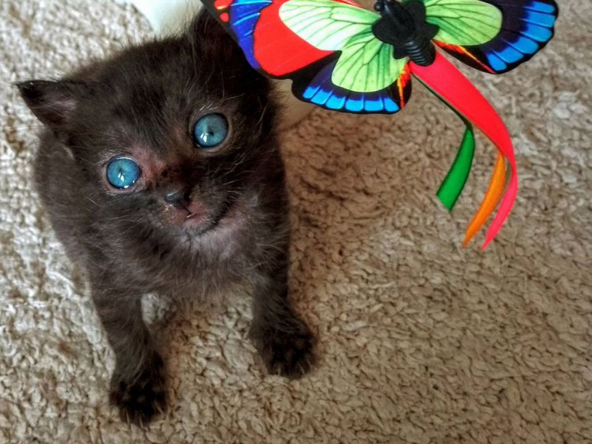 Котята в добрые руки бесплатно