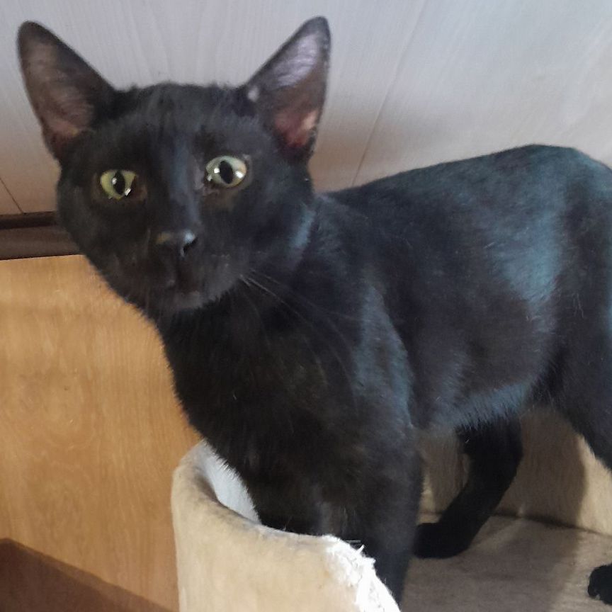 Черный котенок мальчик 8 месяцев