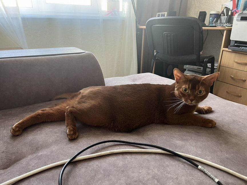 Абиссинская кошка (отдам бесплатно)