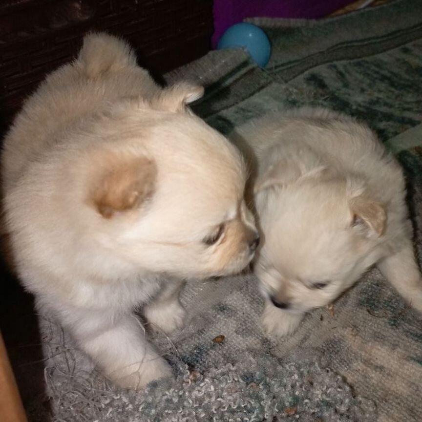 Померанский шпиц, щенок