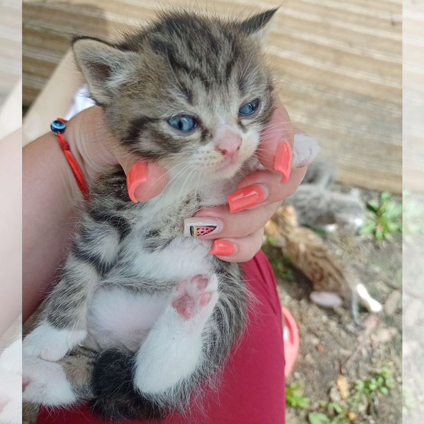Котята в добрые руки