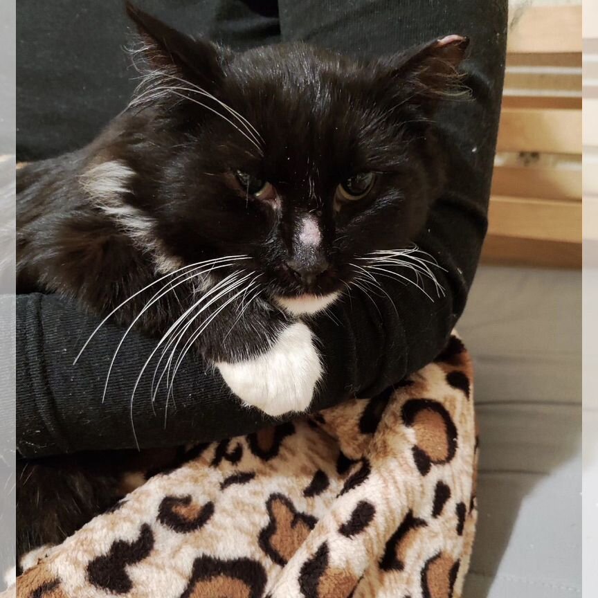 Котик в добрые руки