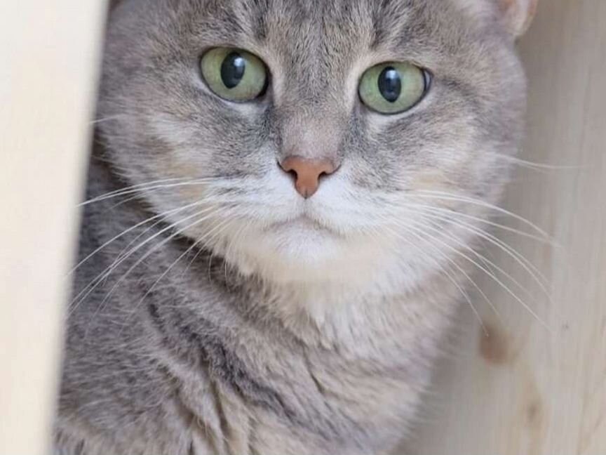 Кошки в добрые руки бесплатно