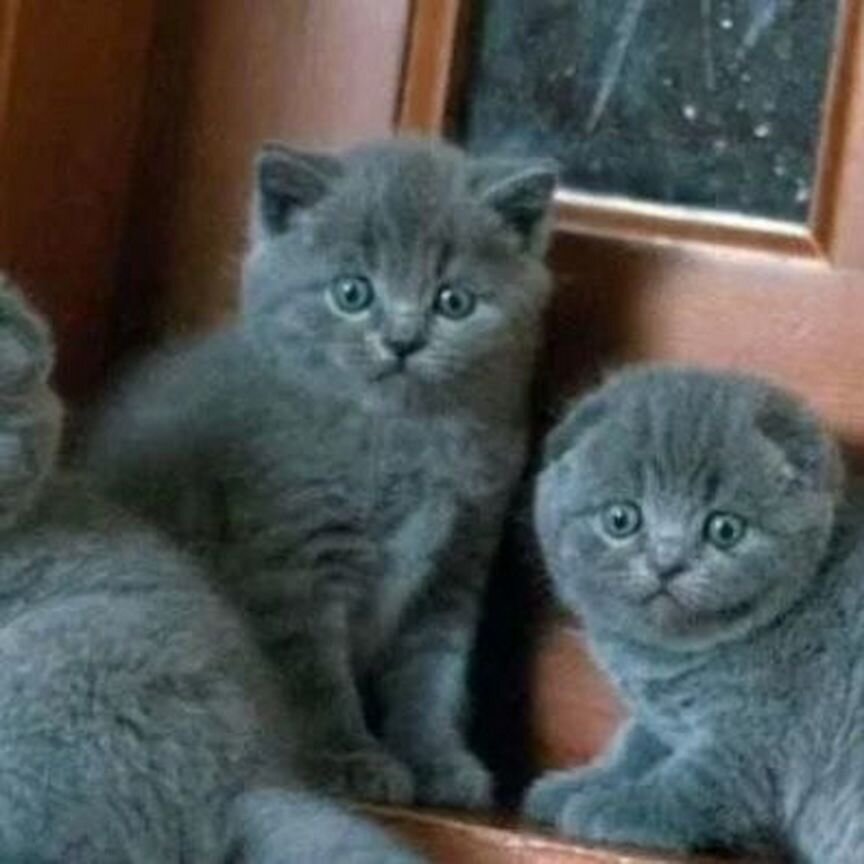 Бронь на котят голубые вислоухие