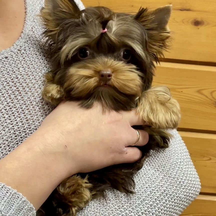 Йоркширский терьер мини щенки