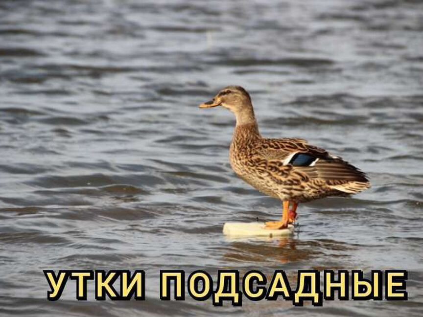 Подсадные утки