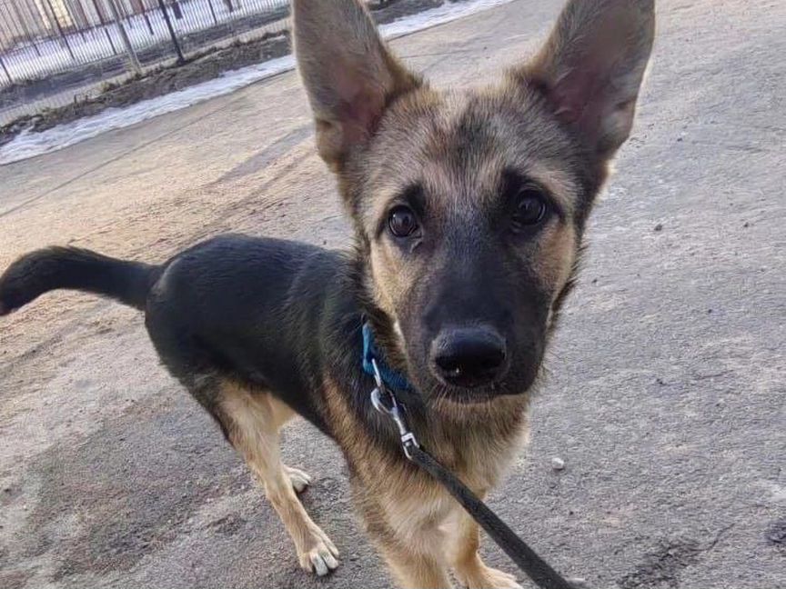 Щенок овчарка в добрые руки бесплатно