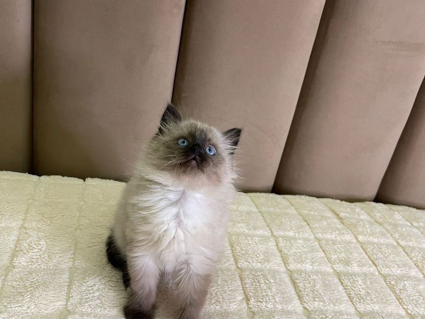 Невские маскарадные котята