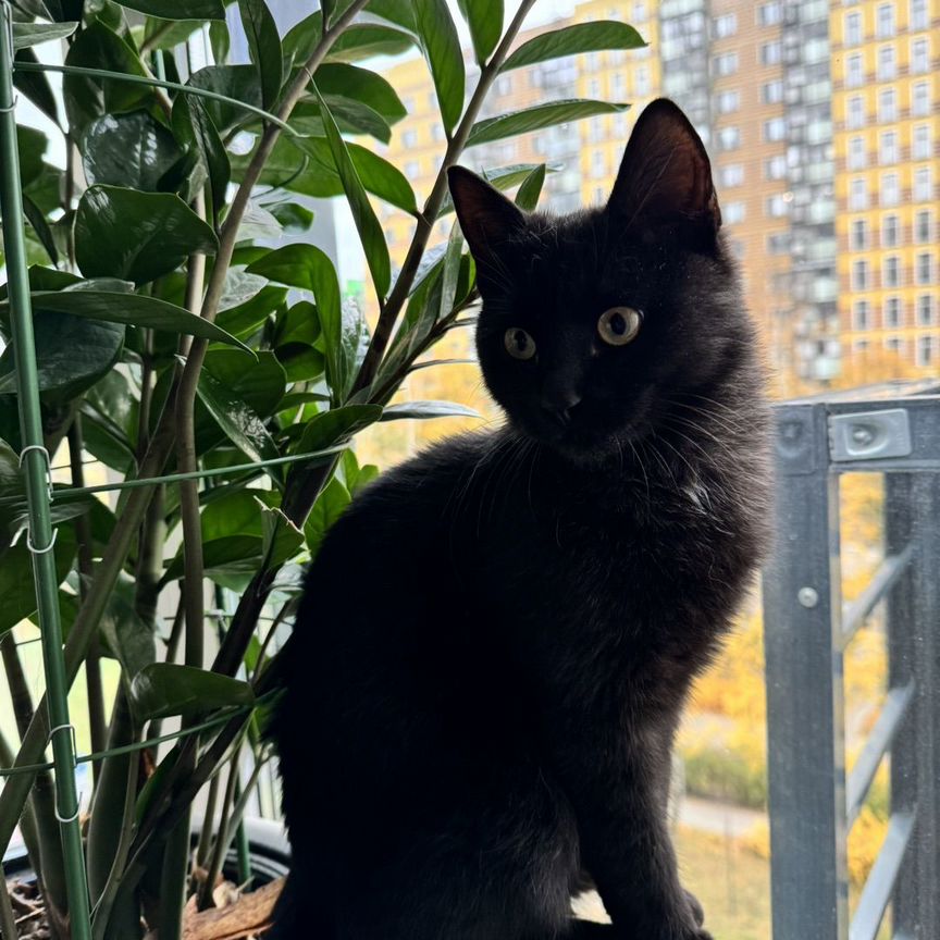 Кот компот