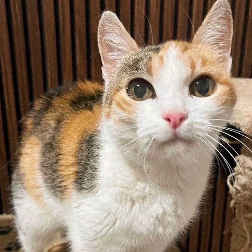 Трёхцветочка кошечка Алисия