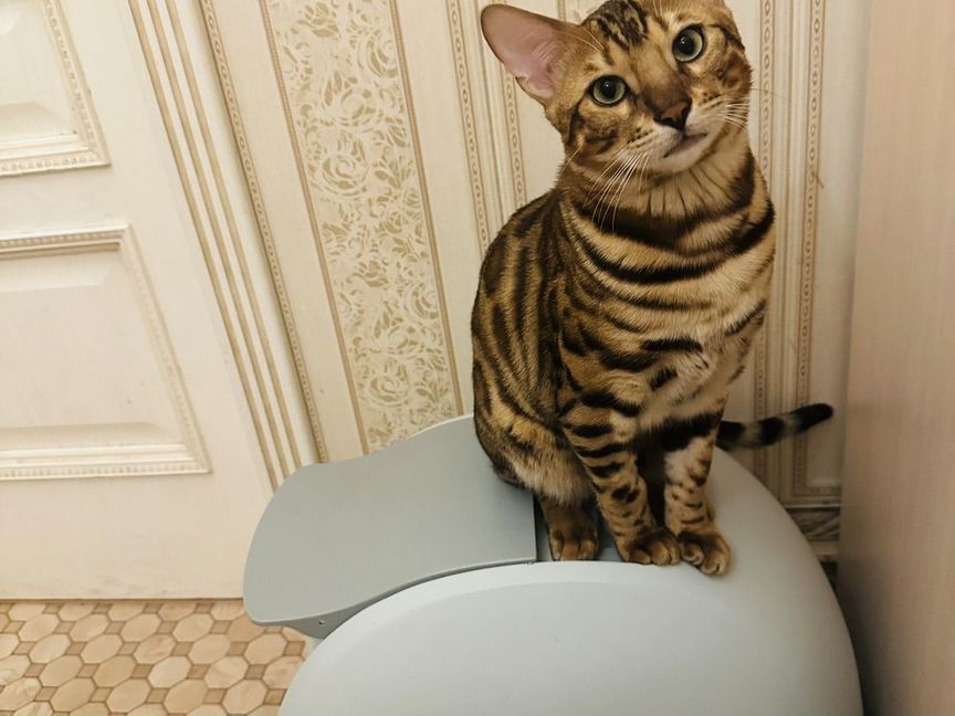 Бенгал котенок