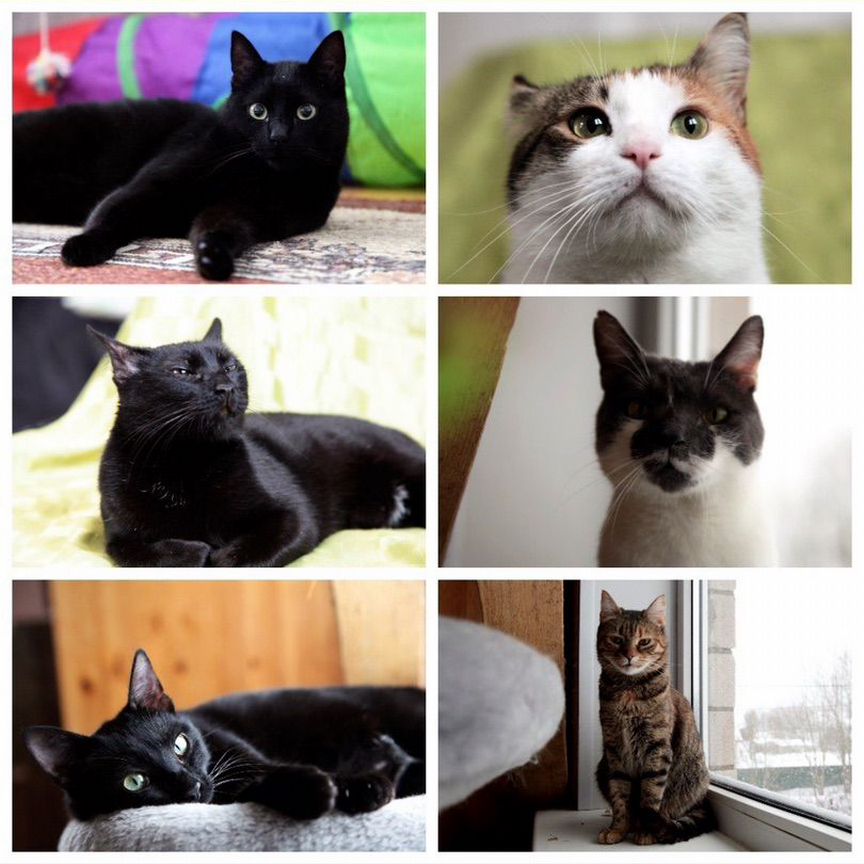 Кошки и коты из Грузии