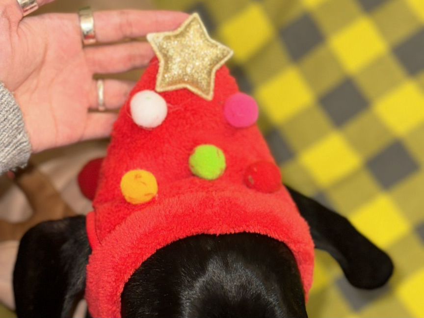 Шапочка новогодняя для собаки или кота