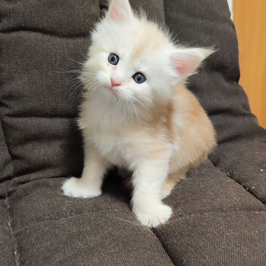 Котята мейн-кун