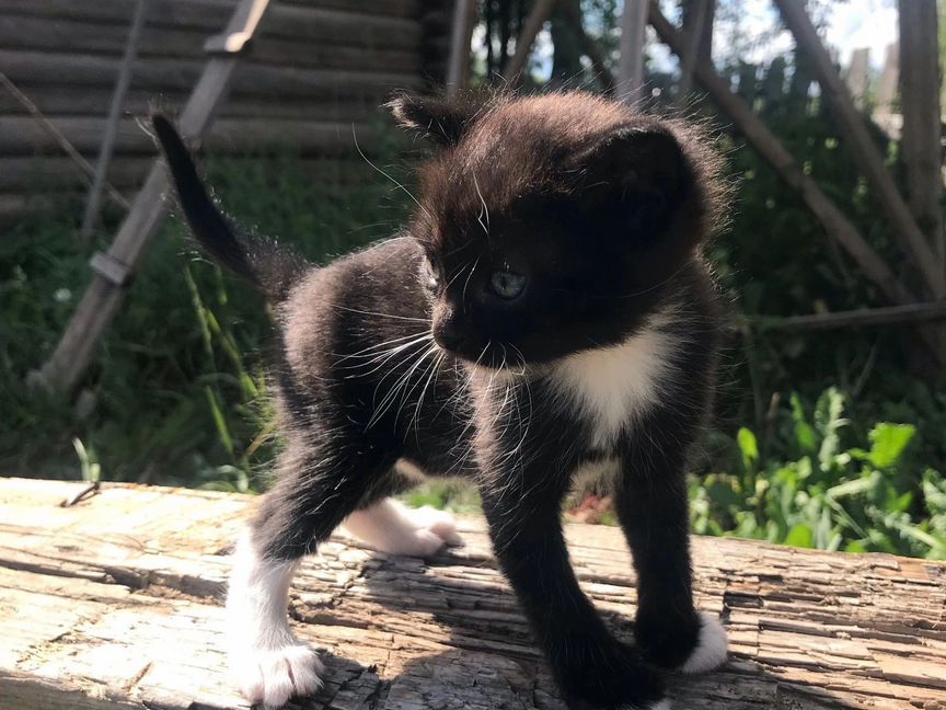 Кот аристократ