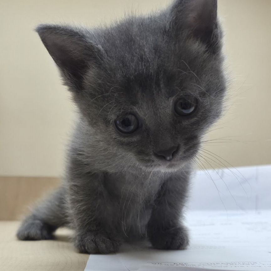 Котёнок в добрые руки