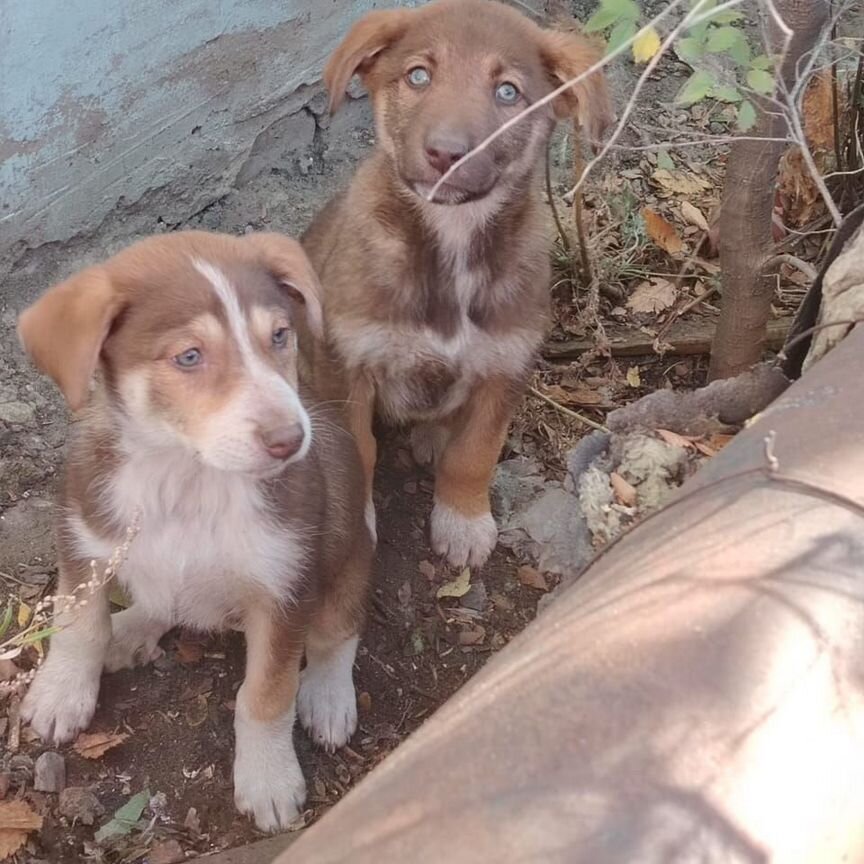 Щенки охранники бесплатно