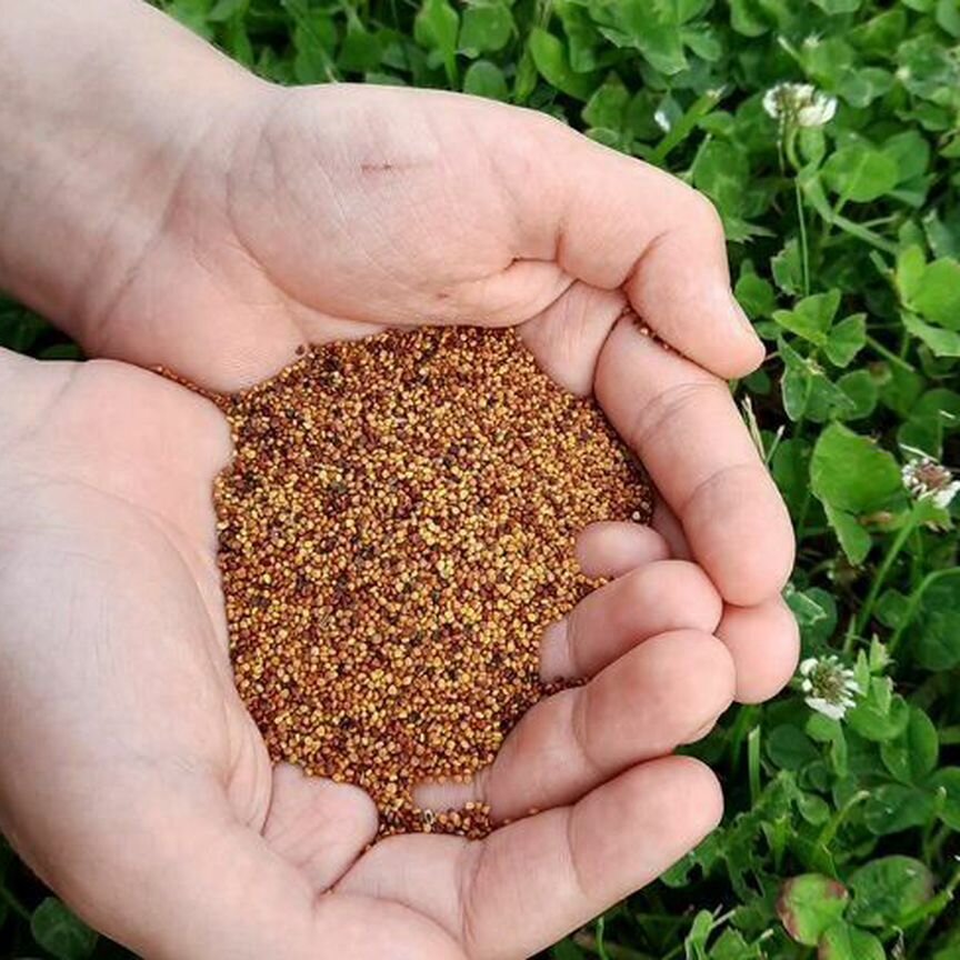 Семена клевера лугового