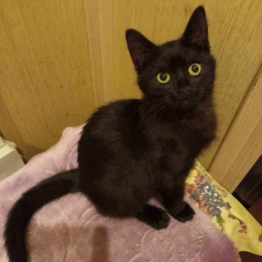 Котенок девочка в добрые руки